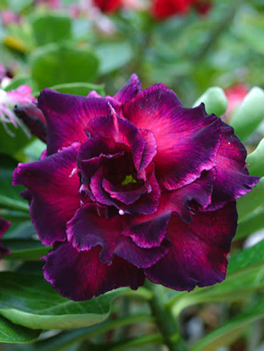 Адениум Super Violette Пломбир купить с доставкой по России и СНГ ...